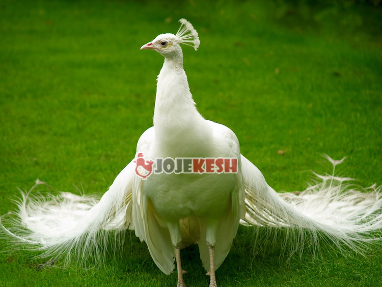 تخم نطفه دار طاووس سفید هندی - فروشگاه اینترنتی جوجه کش